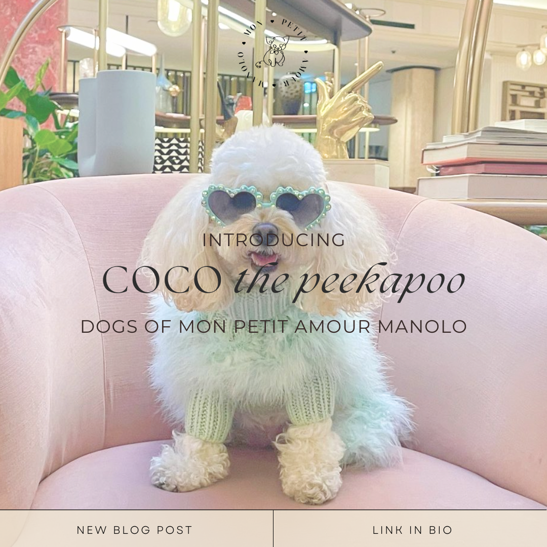 Introducing Coco The Peekapoo – Mon Petit Amour Manolo