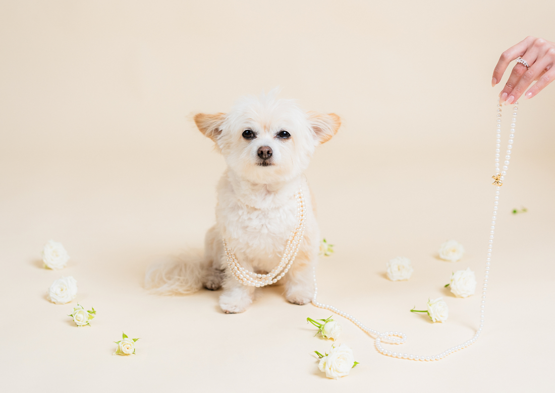 Luxury & Designer Personalized Dog Leashes – Mon Petit Amour Manolo