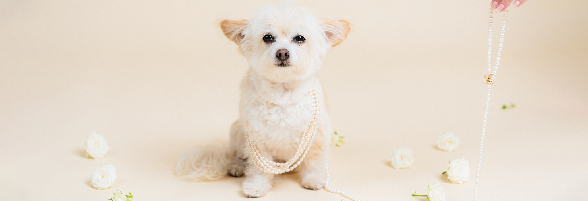 Mon Petit Amour Manolo | Luxury Dog Accessories & 14k Gold Leashes